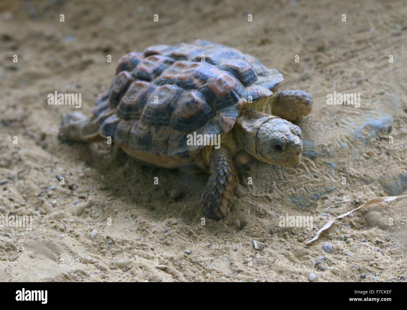 Tortue cape mouchetée Banque de photographies et d’images à haute ...