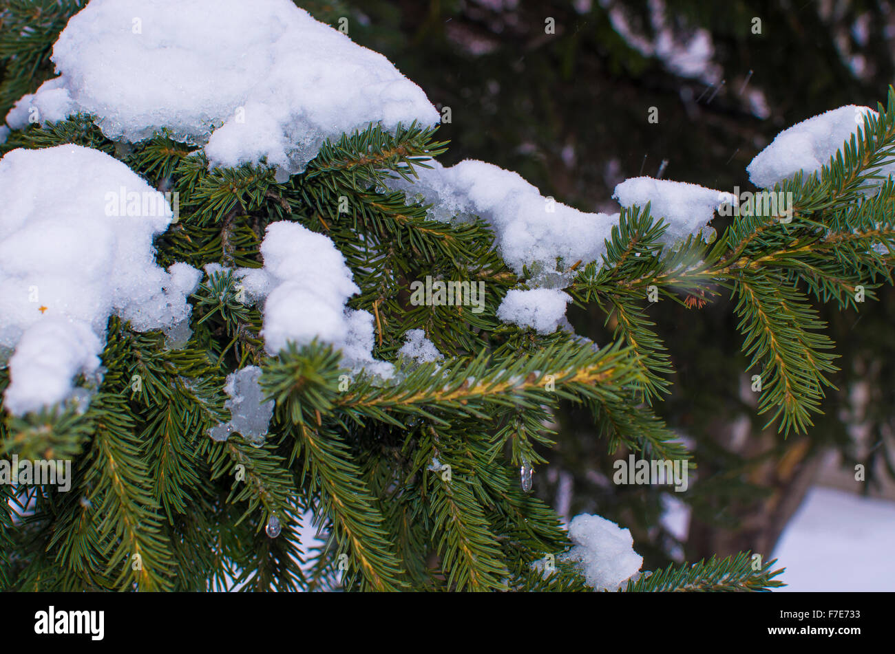 Branche de sapin dans la neige Banque de photographies et d’images à ...