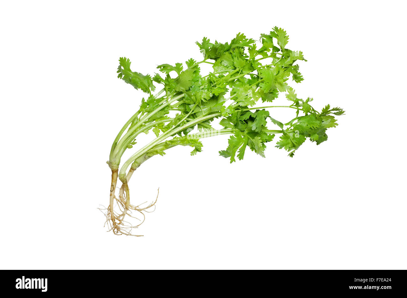 Le persil racine Banque d'images détourées - Alamy