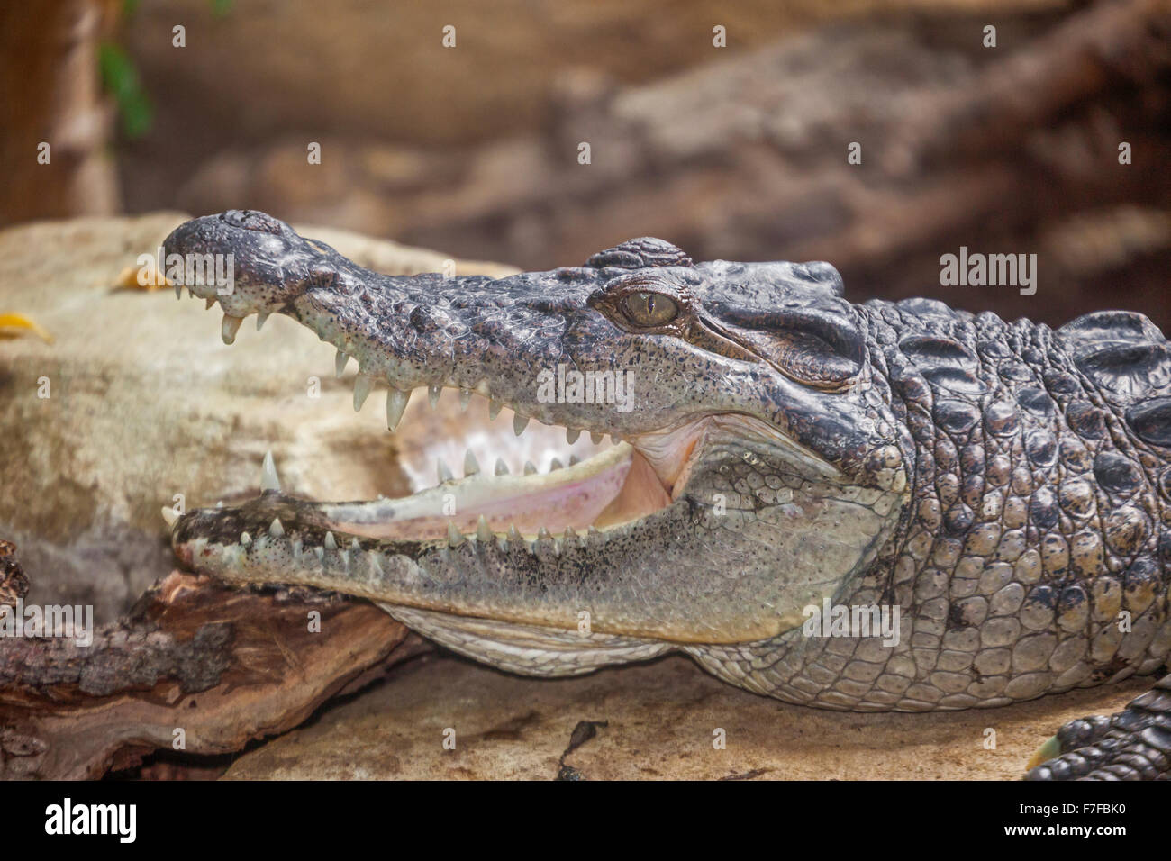 Philippine Crocodile Banque d'image et photos - Alamy