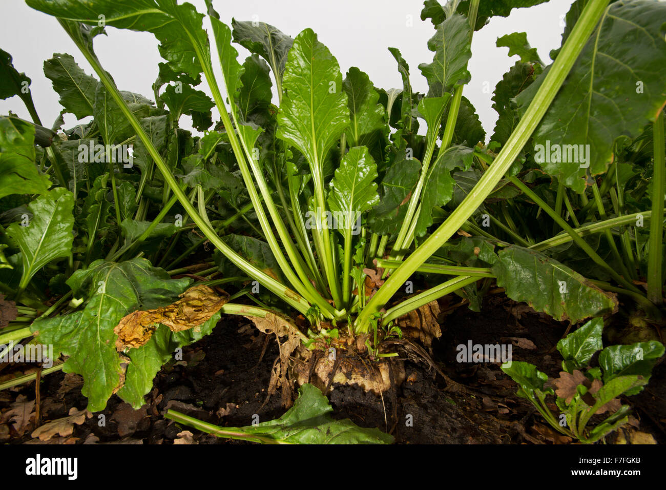 Feuilles de betterave à sucre Banque de photographies et d’images à ...
