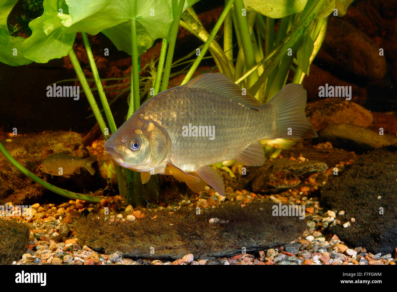 Le carassin commun Banque de photographies et d’images à haute ...