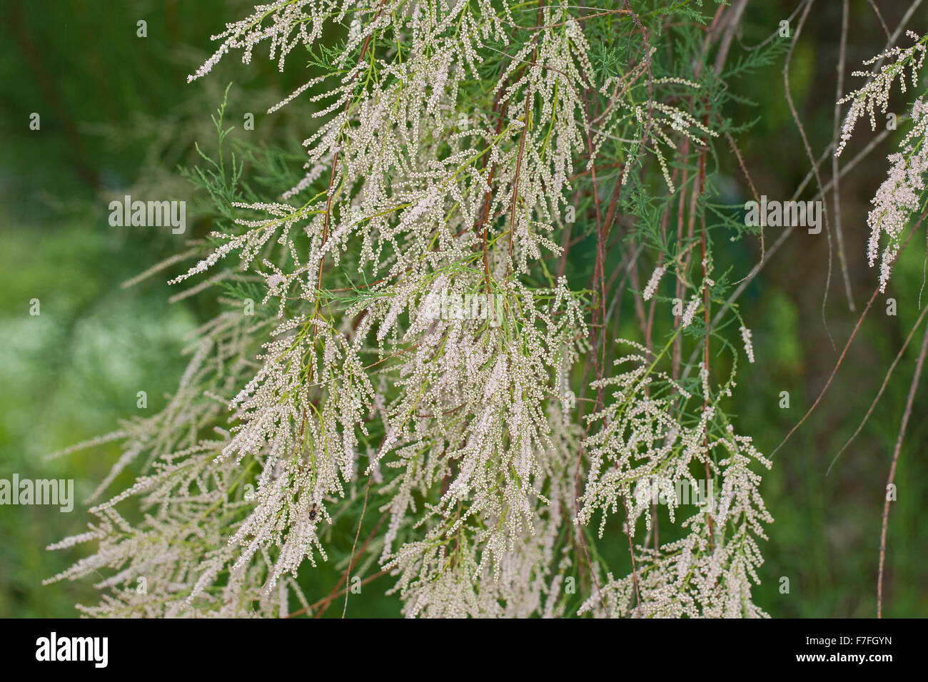 Tamarisk tree Banque de photographies et d’images à haute résolution ...
