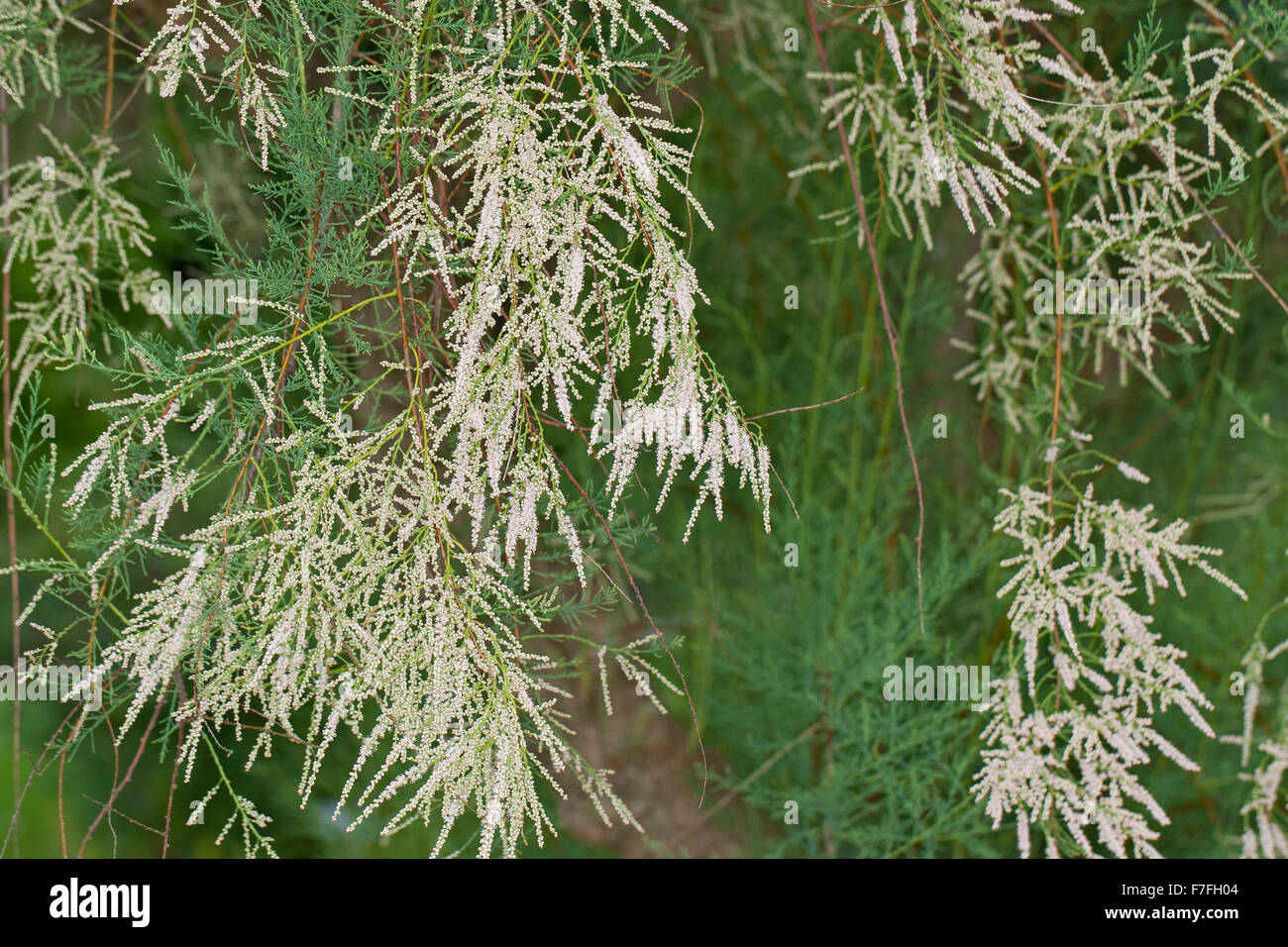 Tamaris rose, Tamarix, arbre, tamaris, saltcedar Kaspische Tamariske ...