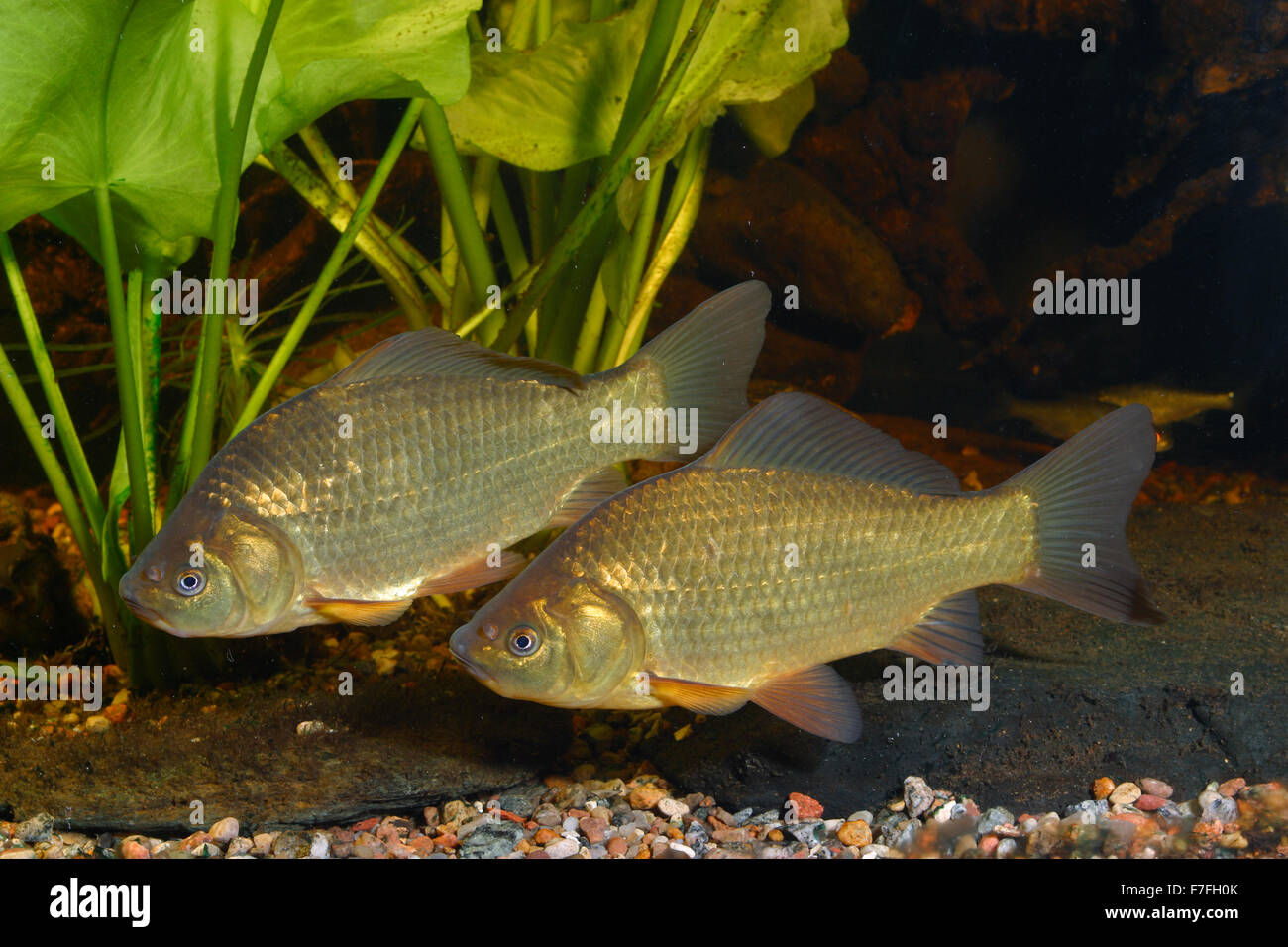 Carassin commun Banque de photographies et d’images à haute résolution ...
