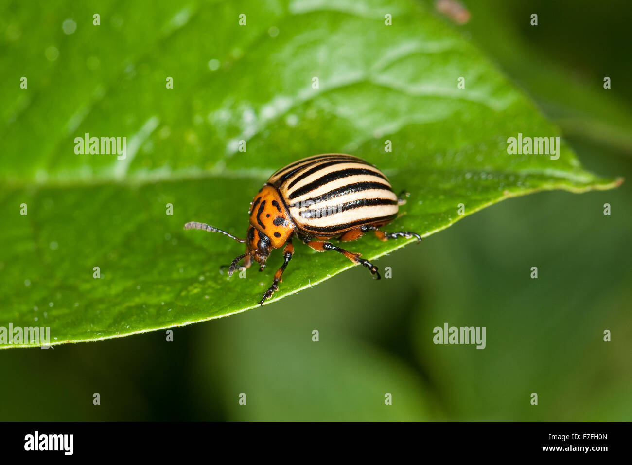 Doryphore polyclète Banque de photographies et d’images à haute ...