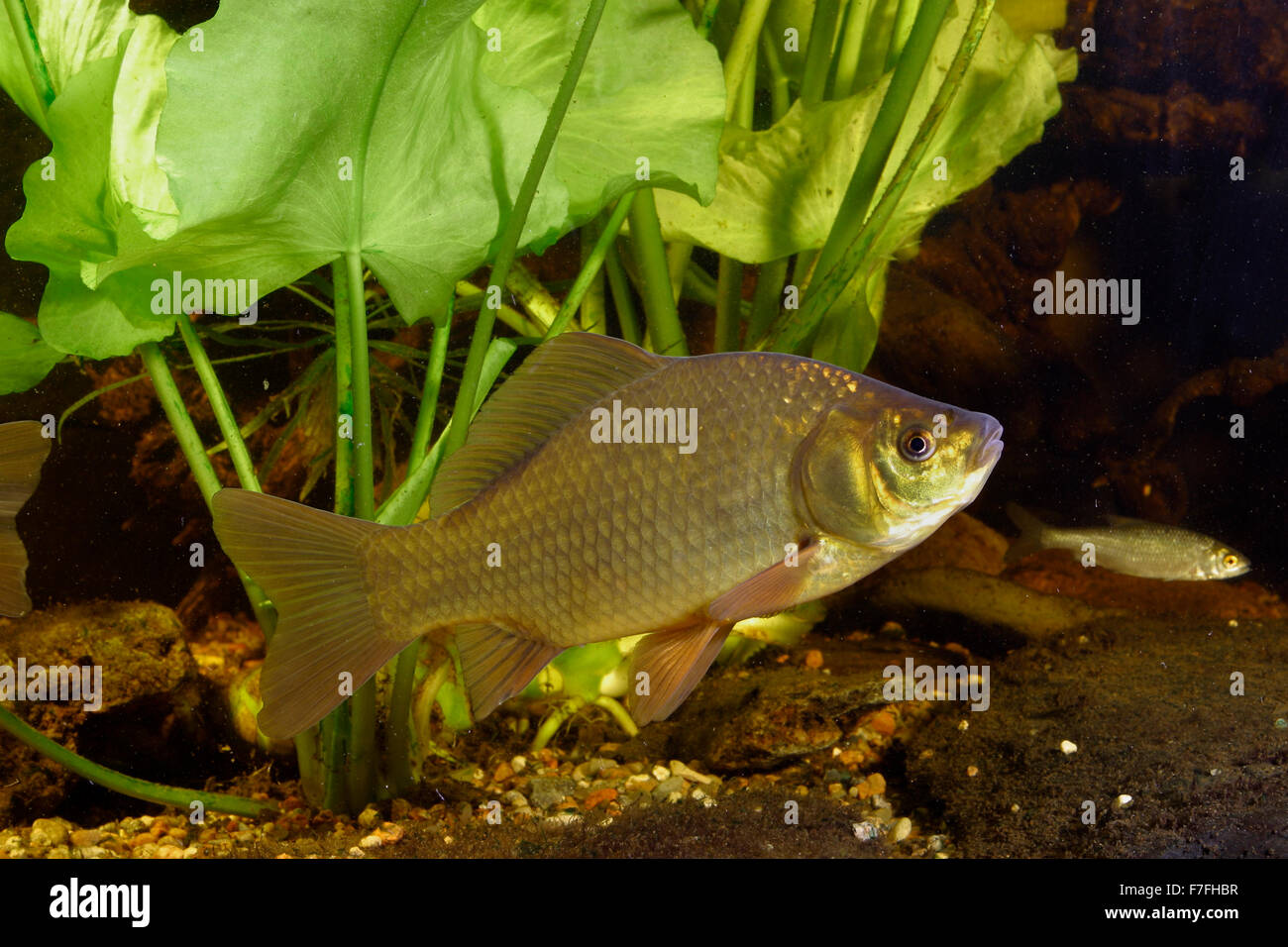 Carassin commun Banque de photographies et d’images à haute résolution ...