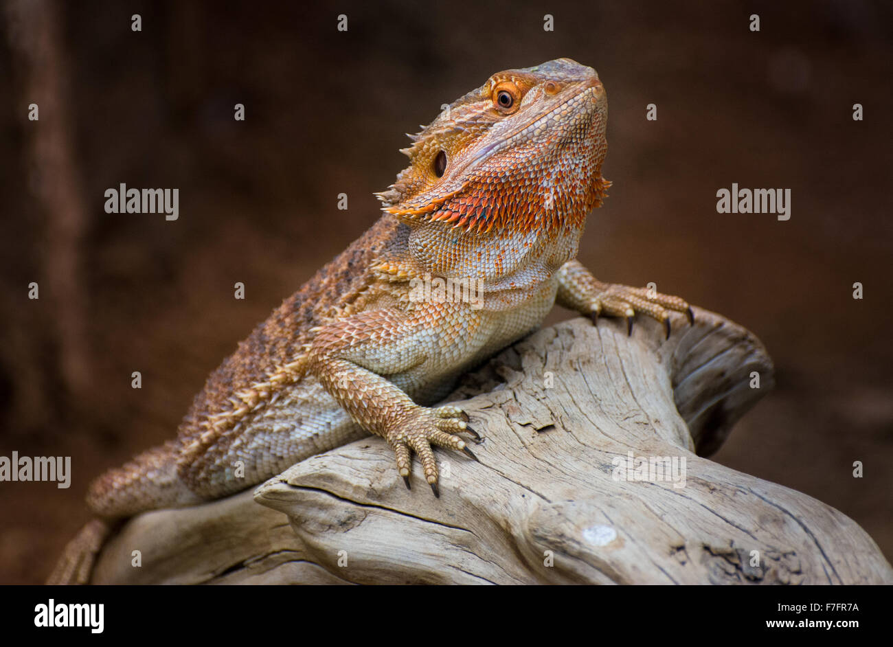 Lézard dragon barbu Banque de photographies et d’images à haute ...