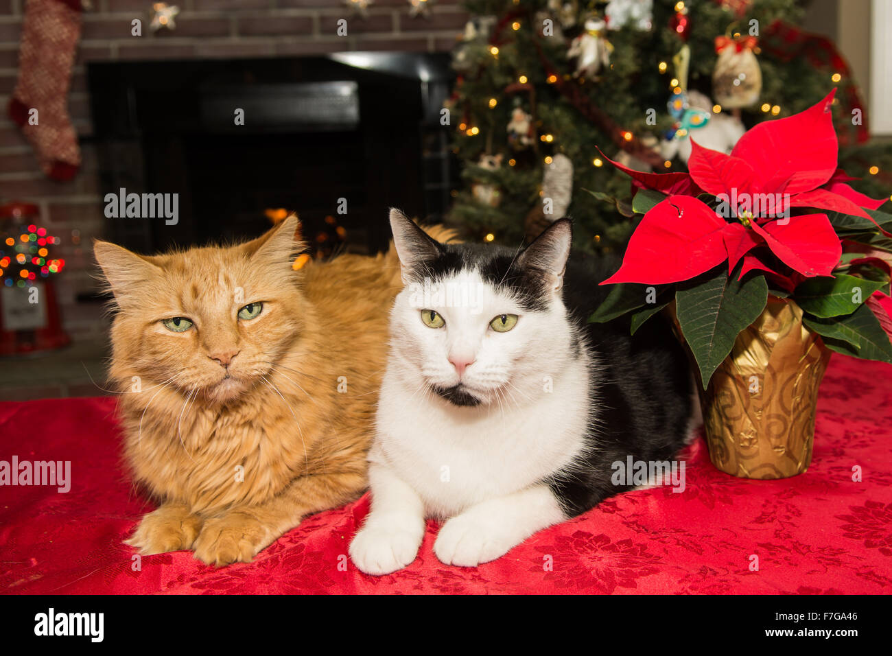 Chats de noel Banque de photographies et d’images à haute résolution ...