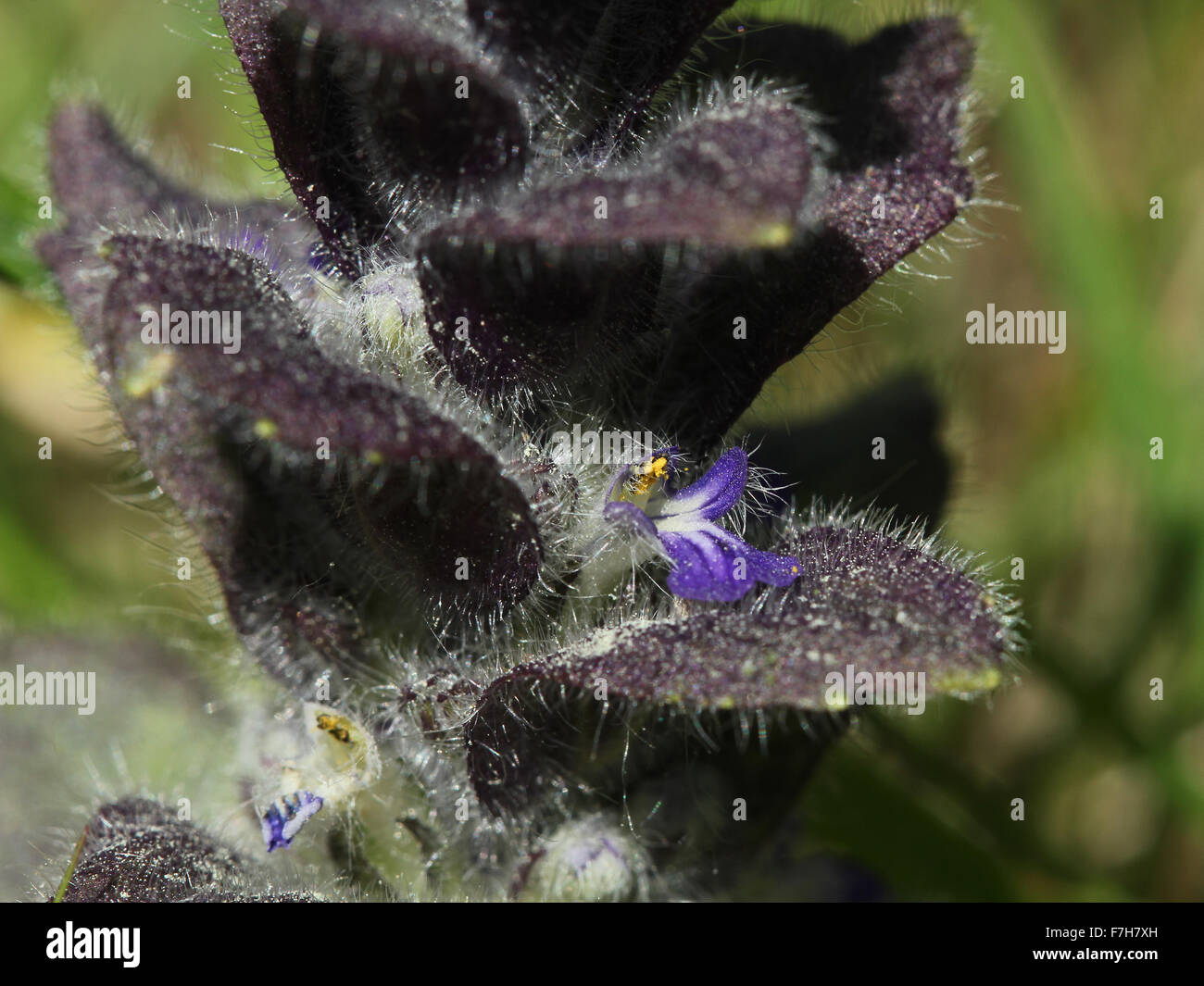 Pyramidal bugle ajuga pyramidalis Banque de photographies et d’images à ...