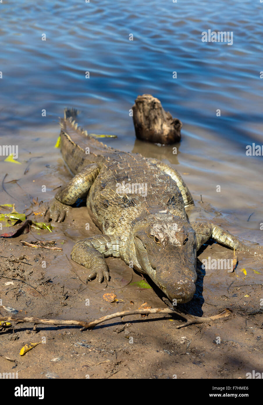 Sacred crocodile in sabou burkina Banque de photographies et d’images à ...