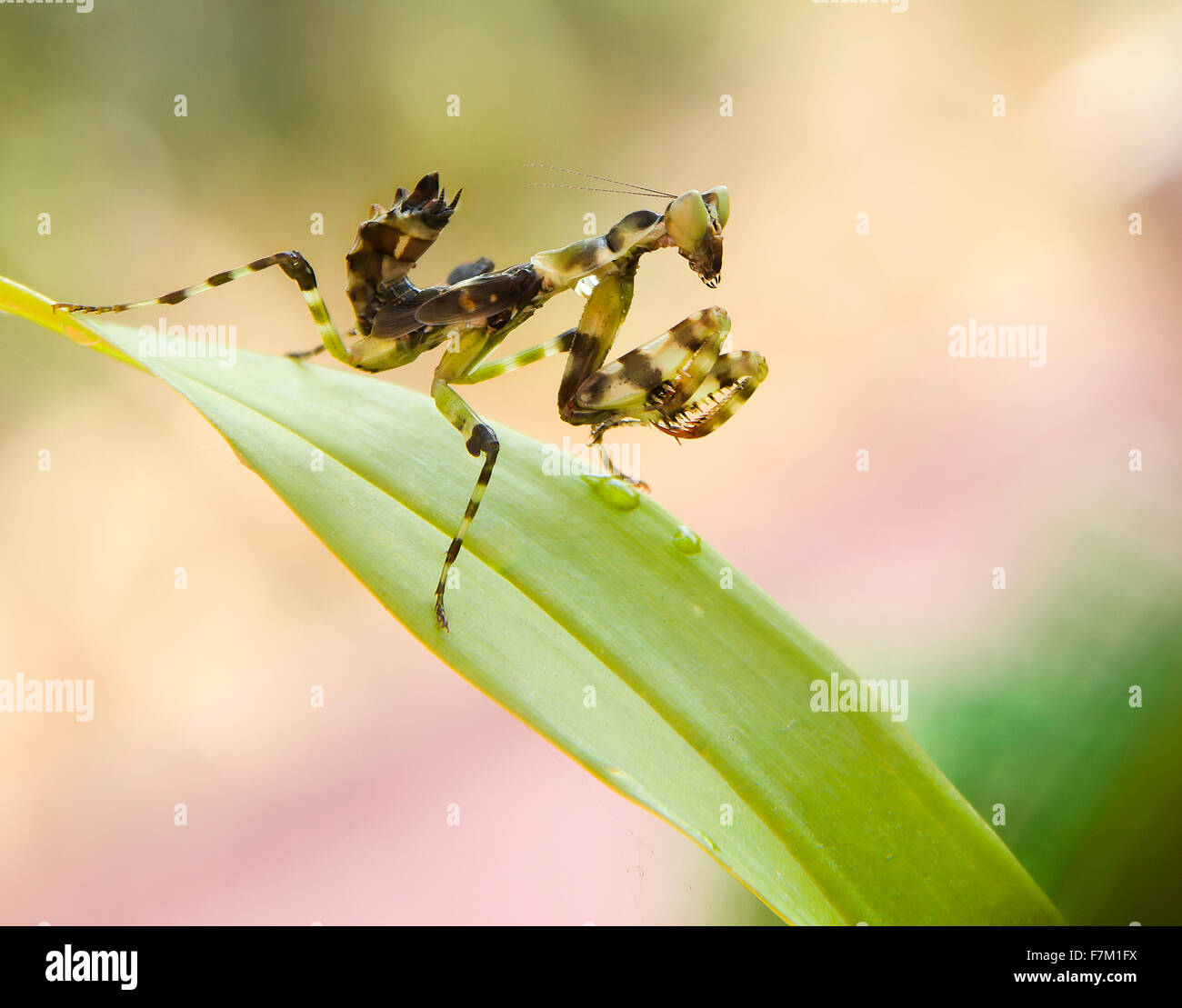 Devil mantis Banque de photographies et d’images à haute résolution - Alamy