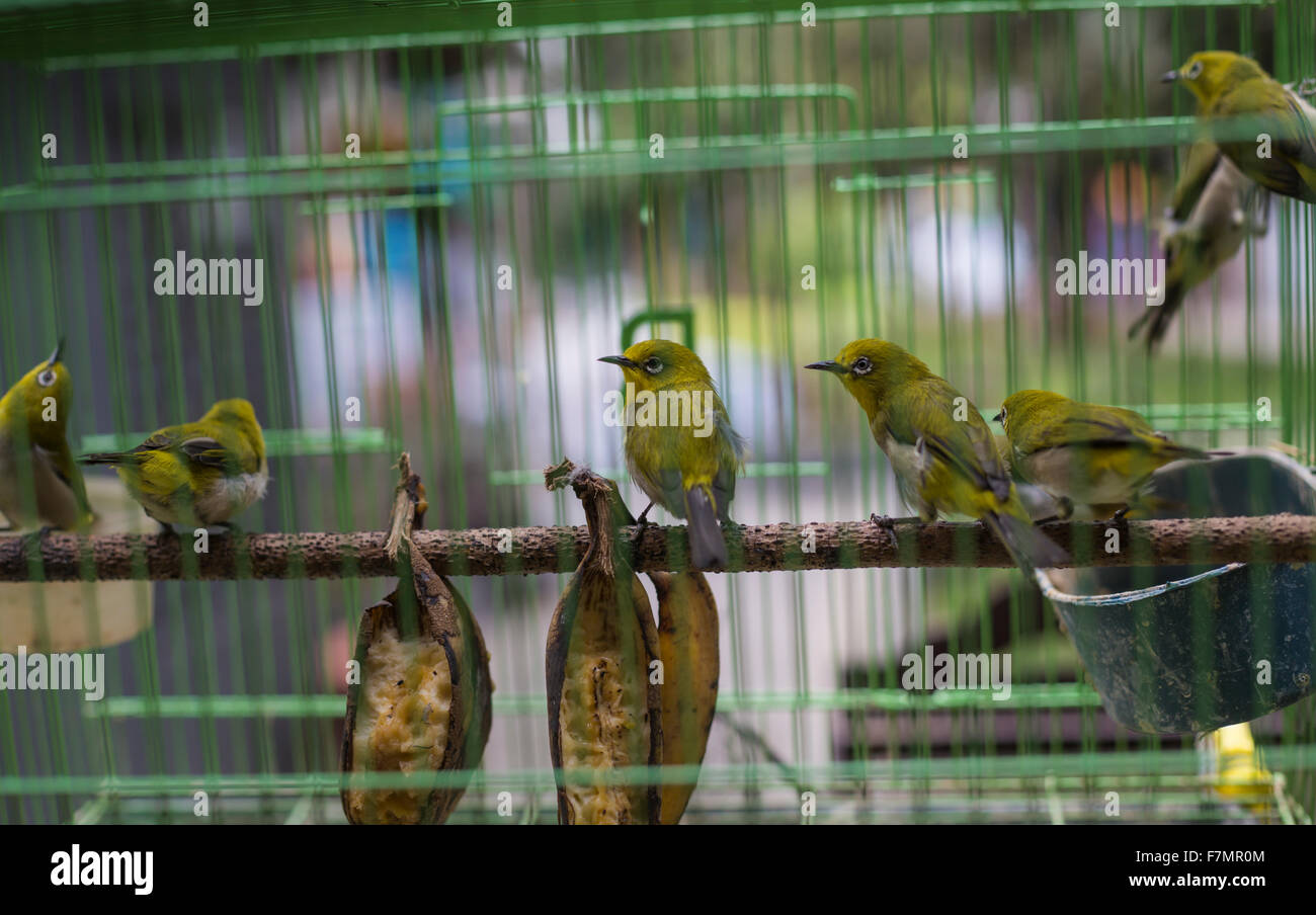 Les oiseaux au marché Pasar Ngasem Yogyakarta, dans le centre de Java ...