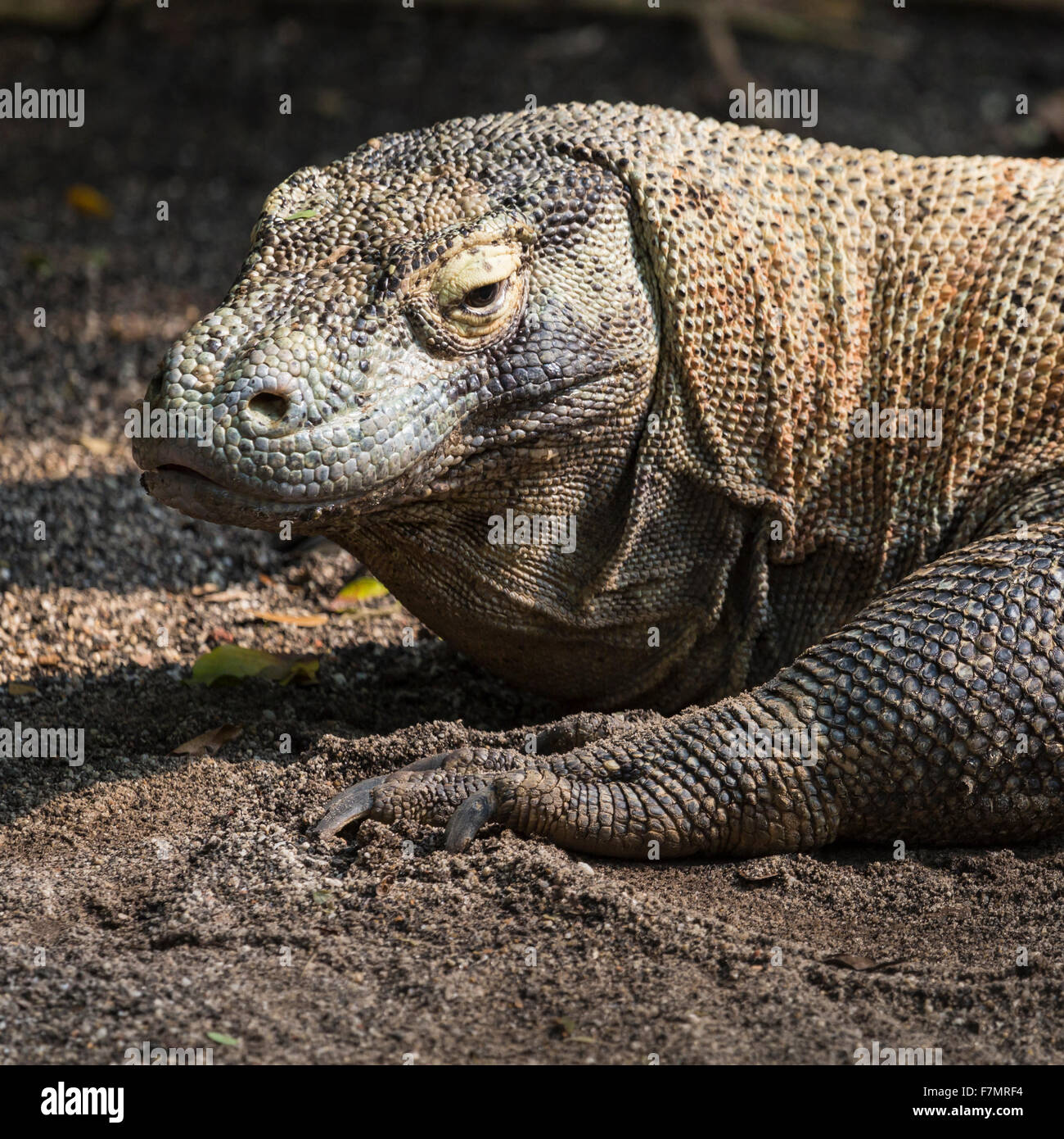 Dragon de Komodo, le plus grand Lézard dans le monde Photo Stock - Alamy