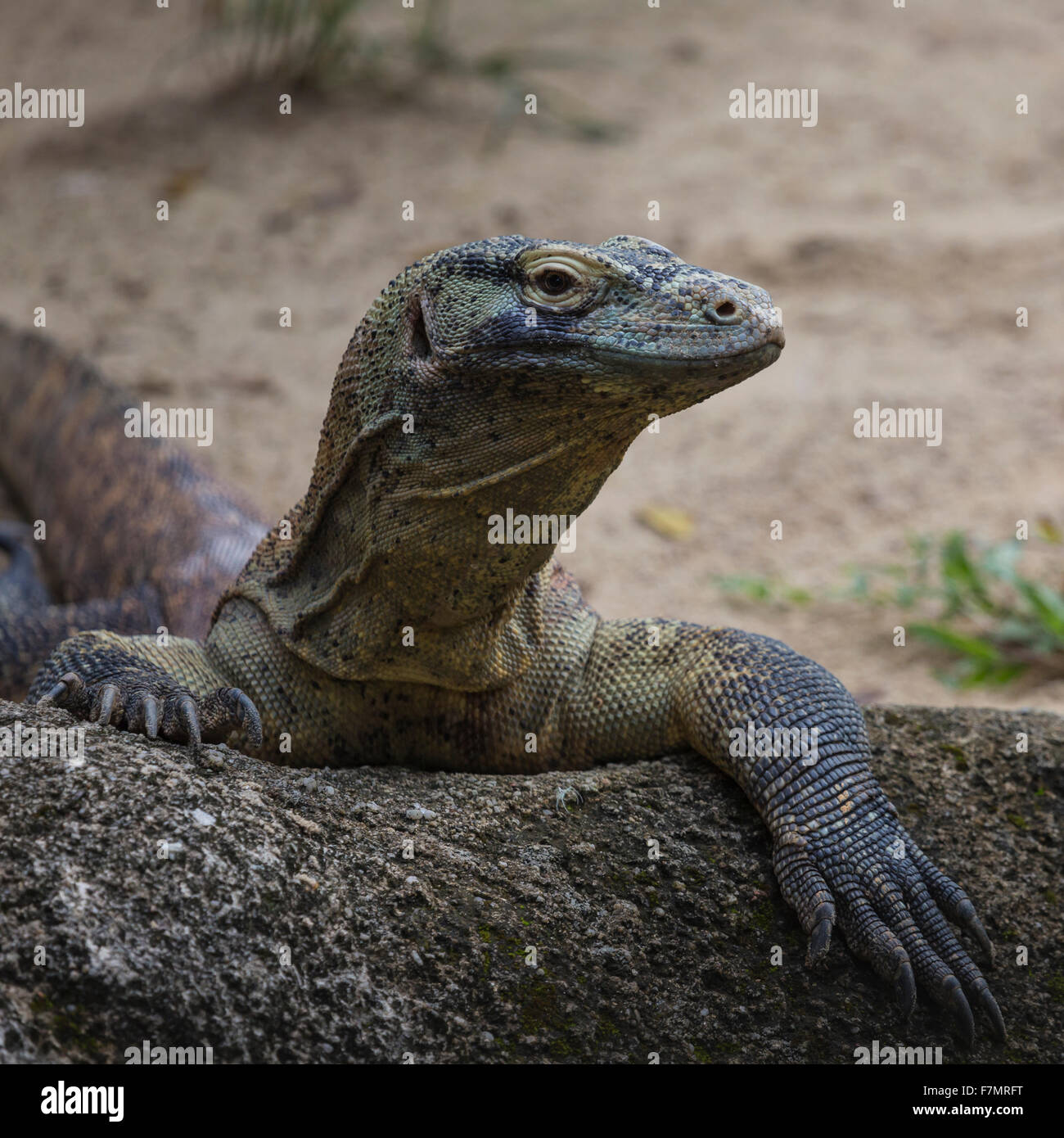 Dragon de Komodo, le plus grand Lézard dans le monde Photo Stock - Alamy