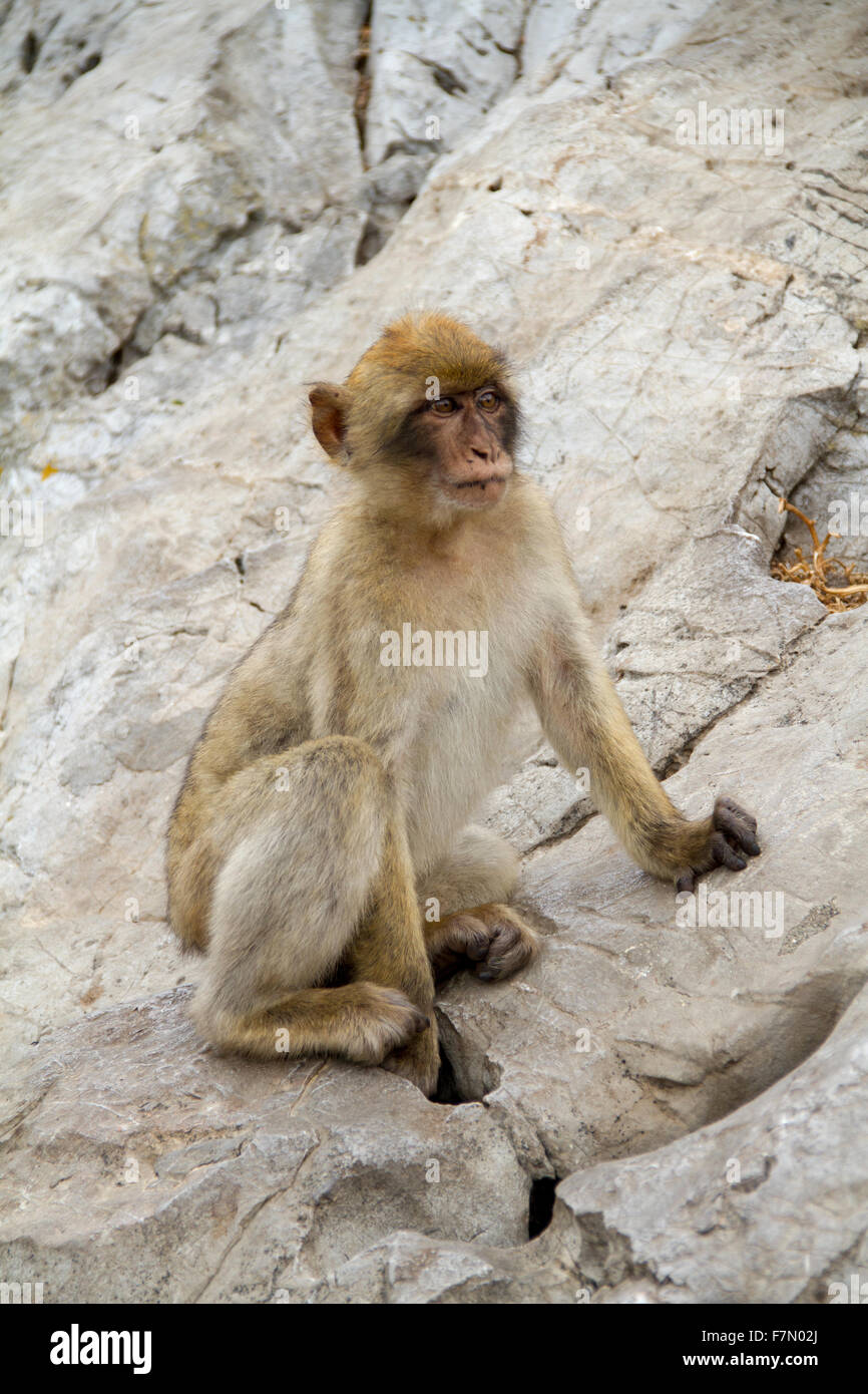 Singe drôle Banque de photographies et d’images à haute résolution - Alamy