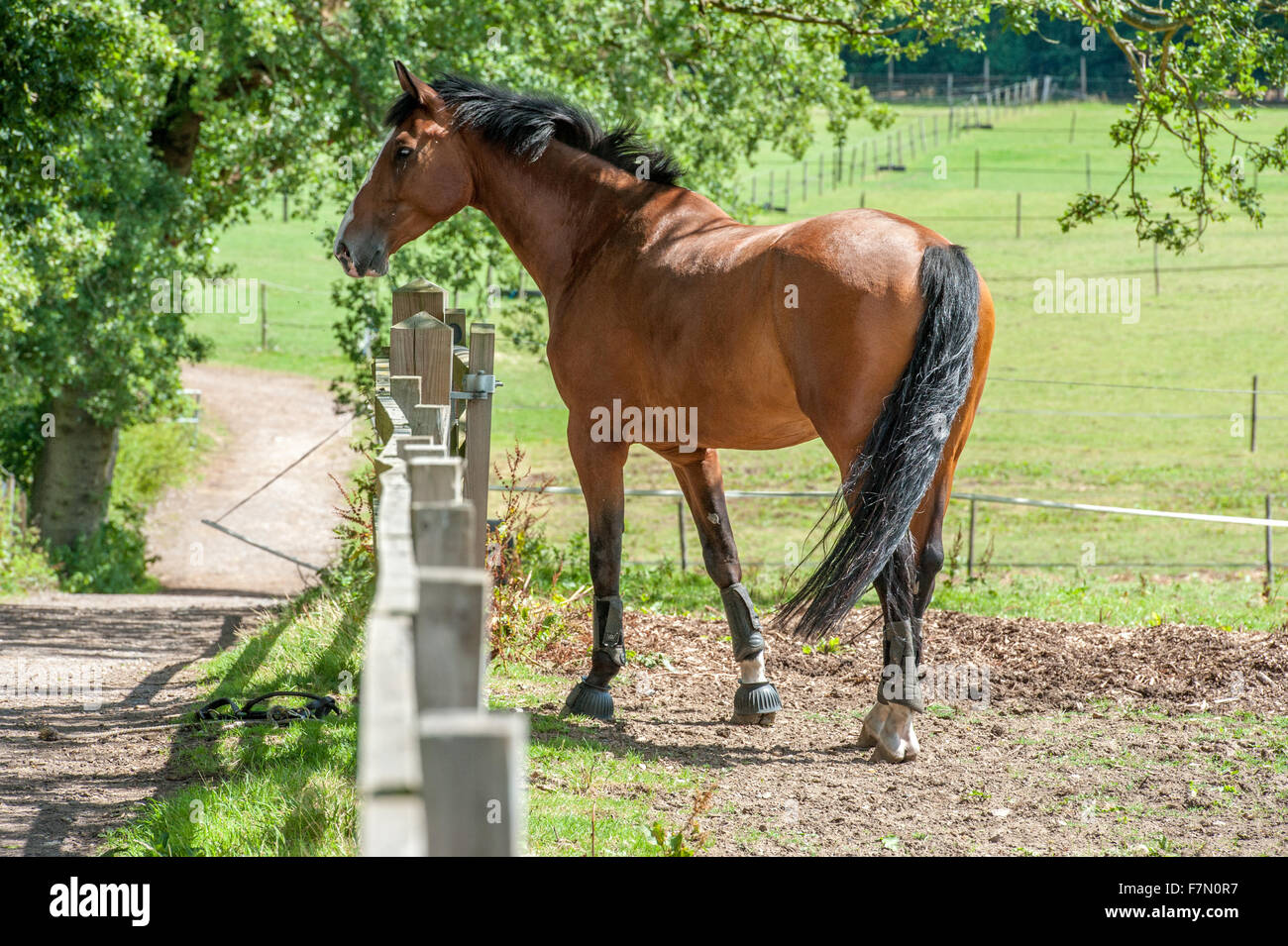 Stock photos animal Banque de photographies et d’images à haute ...