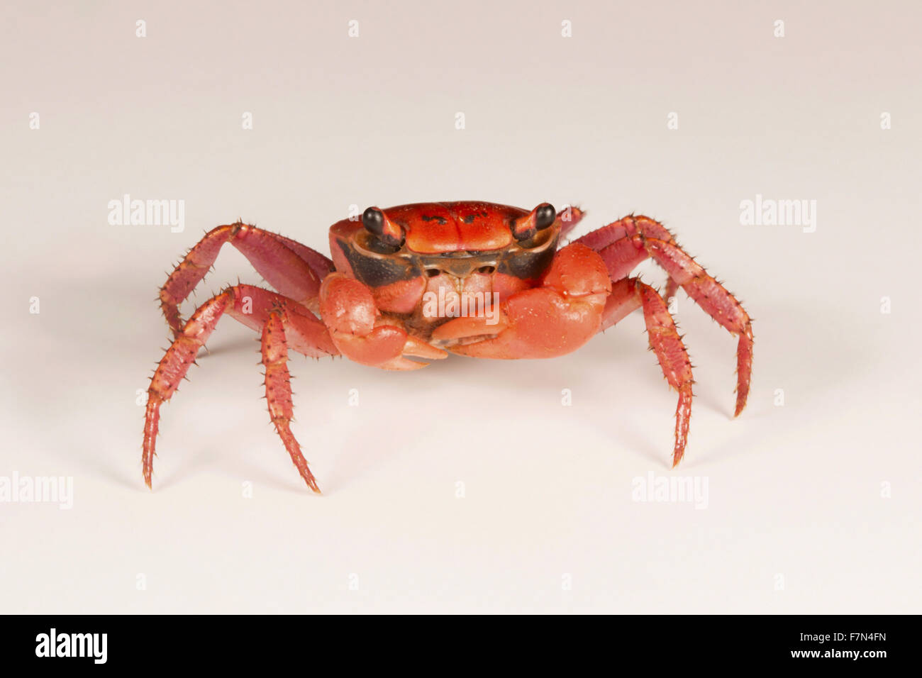 Nid de crabes Banque de photographies et d’images à haute résolution ...