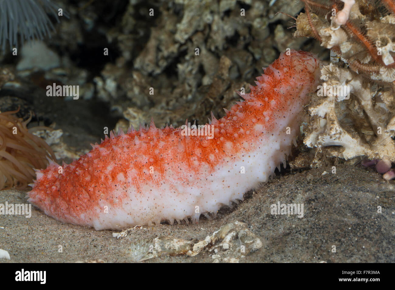 Rote seegurke Banque de photographies et d’images à haute résolution ...