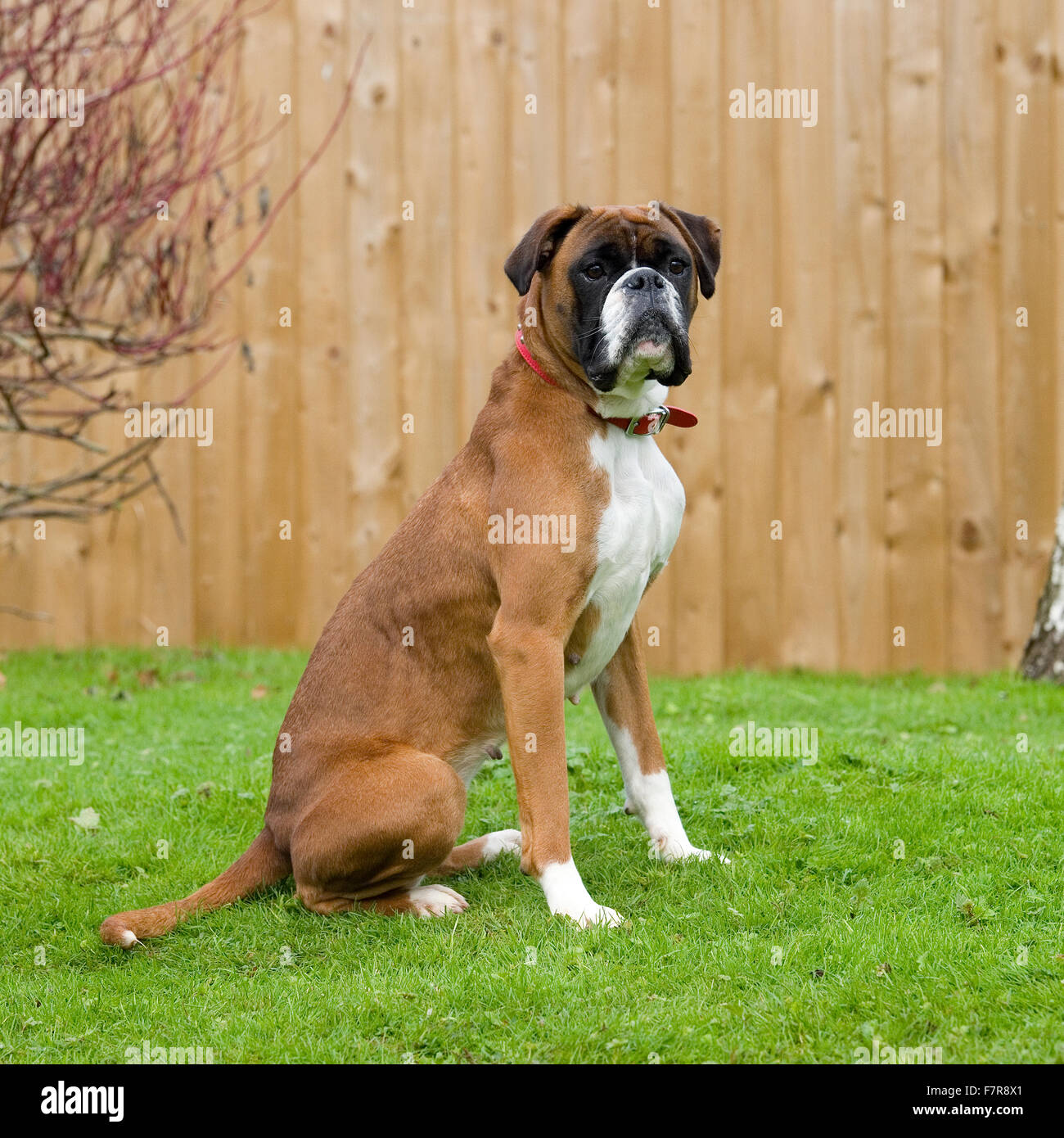 Female boxer dog Banque de photographies et d’images à haute résolution ...