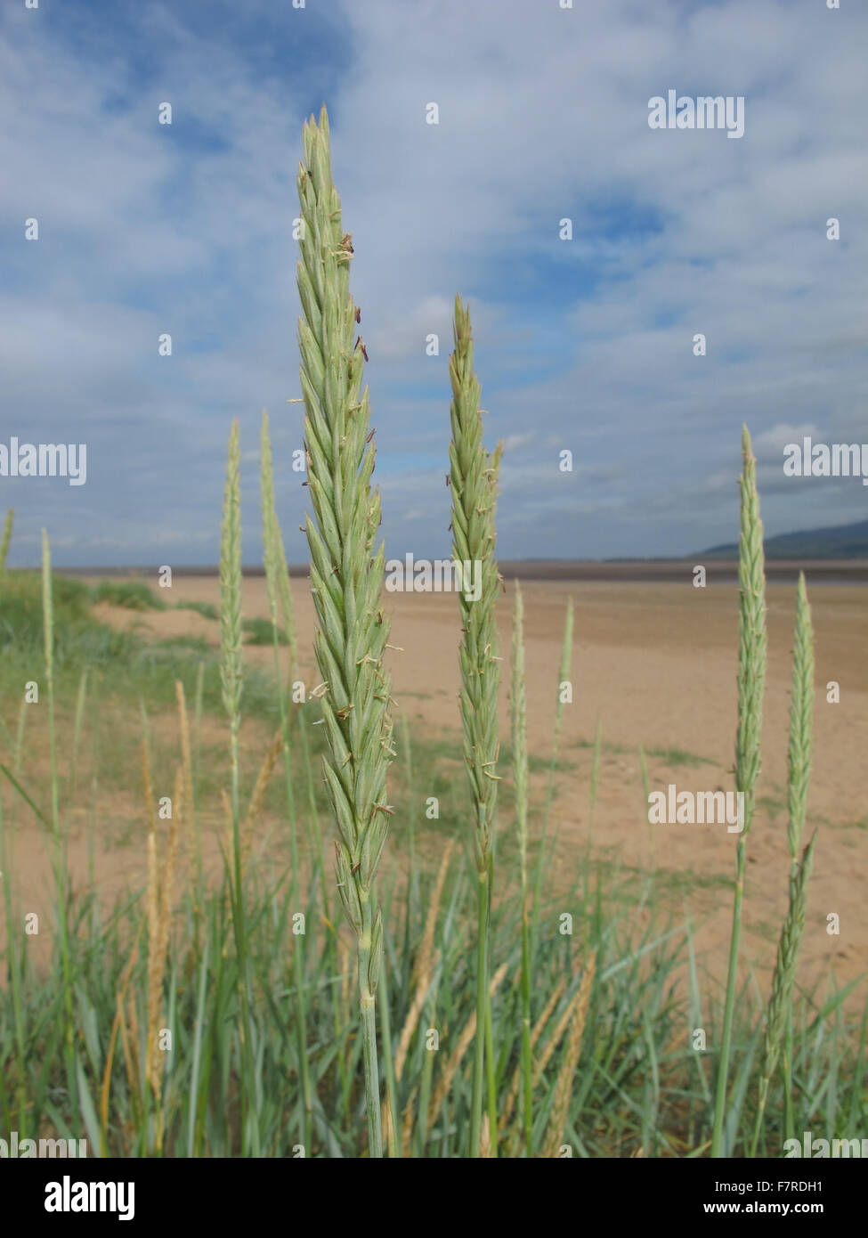 Sandscale haws Banque de photographies et d’images à haute résolution ...