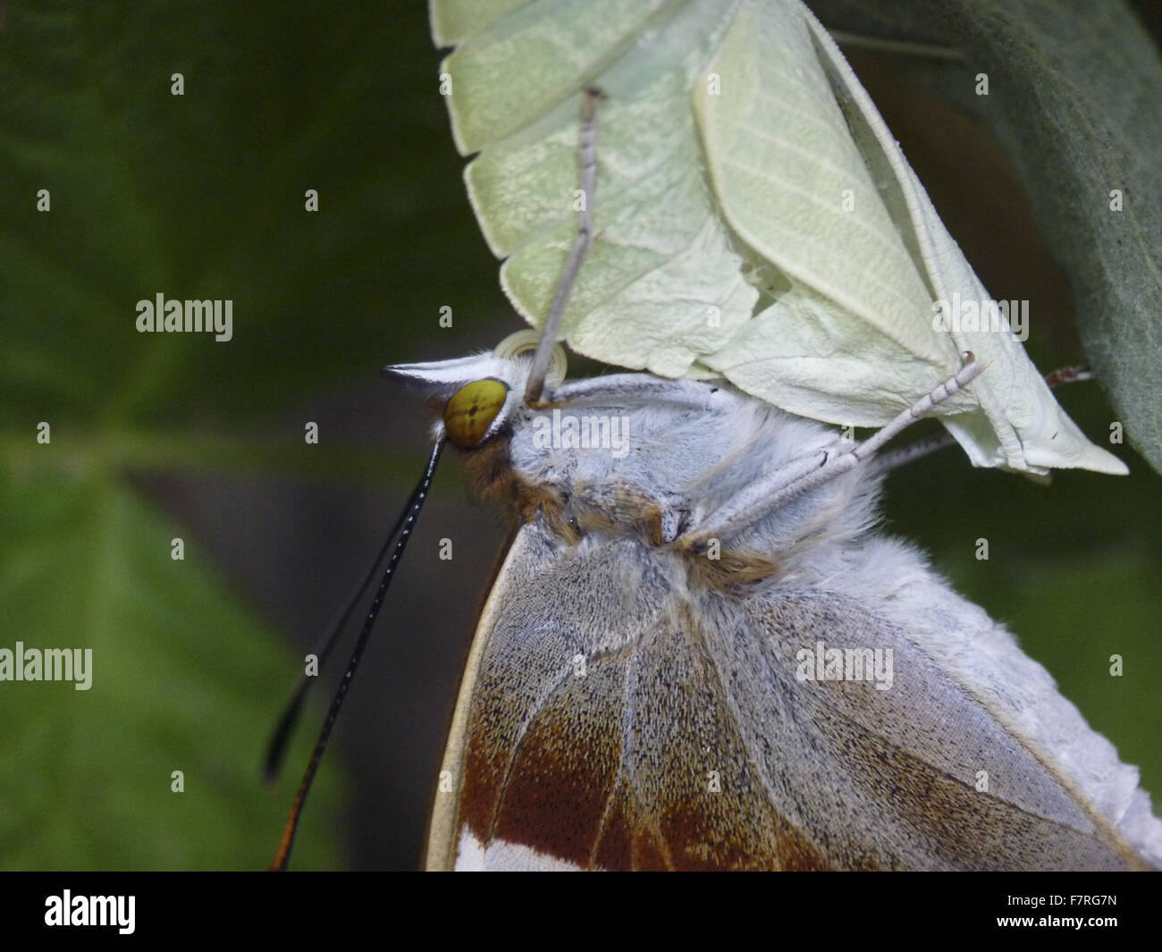 Papillon empereur Banque de photographies et d’images à haute ...