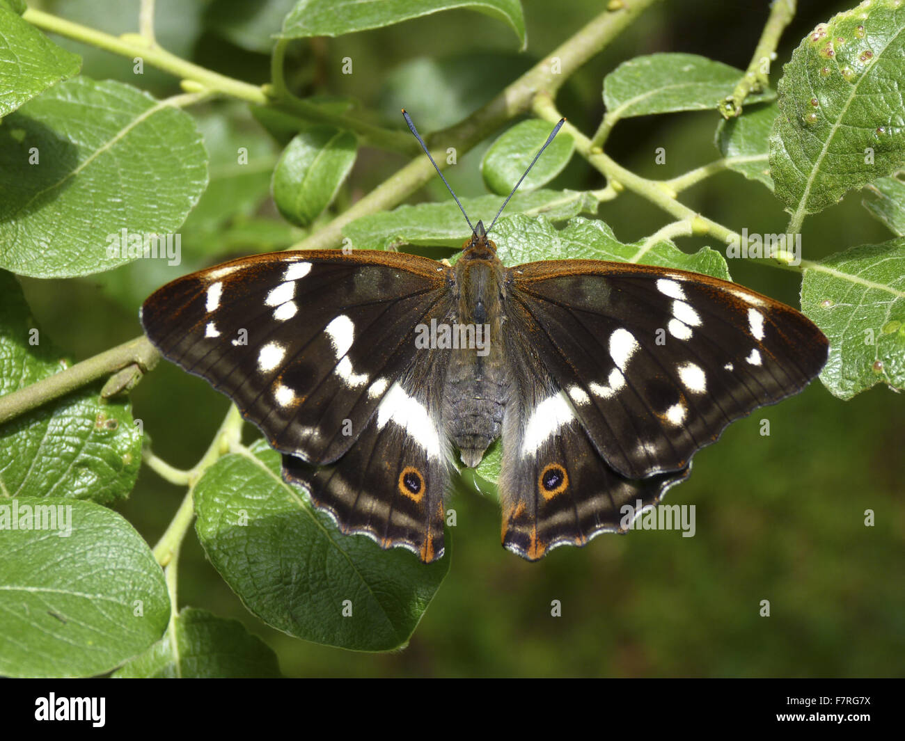 Papillon empereur femelle Banque de photographies et d’images à haute ...