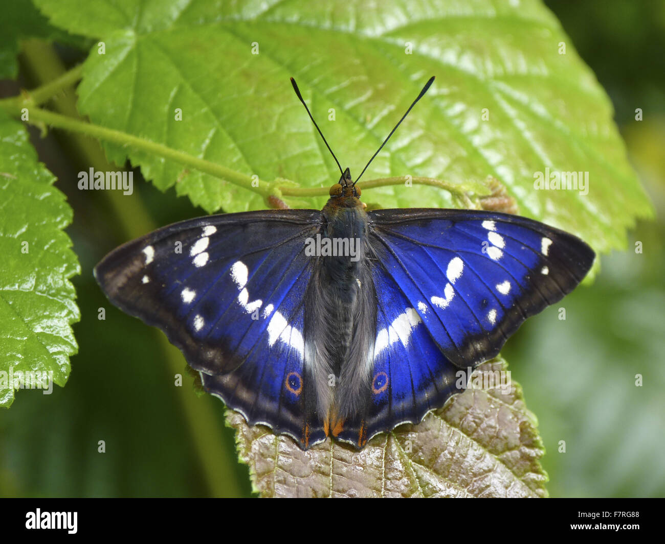 Papillon empereur Banque de photographies et d’images à haute ...