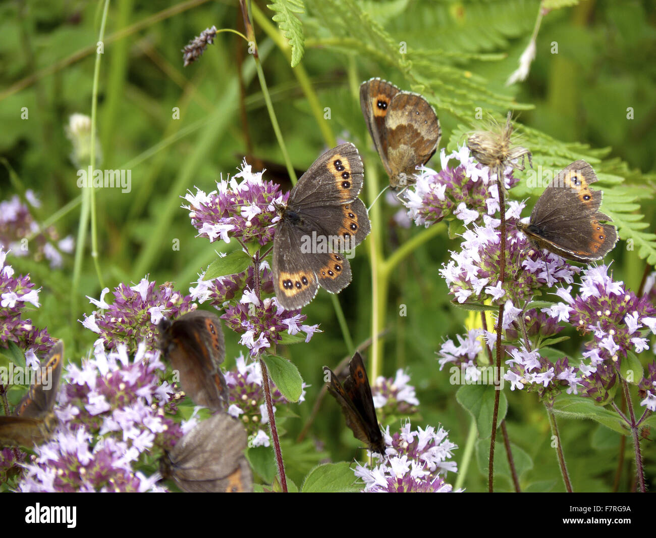 Papillons de marjolaine Banque de photographies et d’images à haute ...