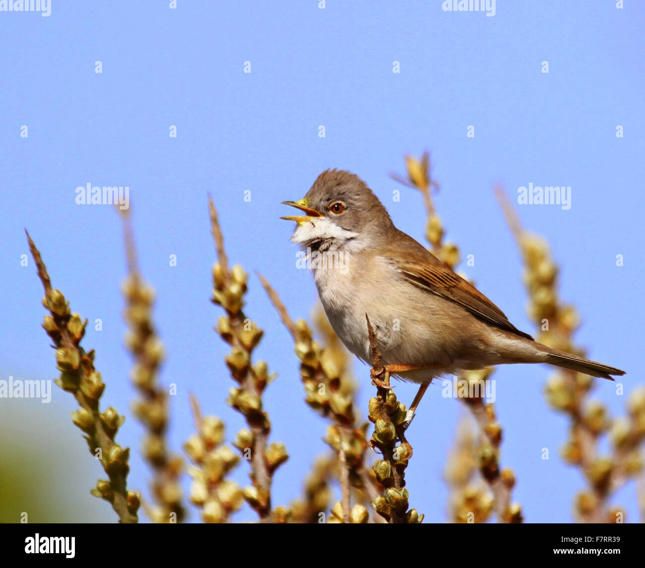 Chant animal Banque de photographies et d’images à haute résolution - Alamy