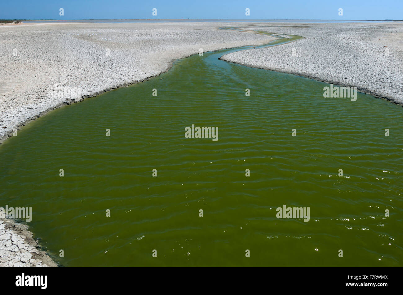 Camargue delta Banque de photographies et d’images à haute résolution ...