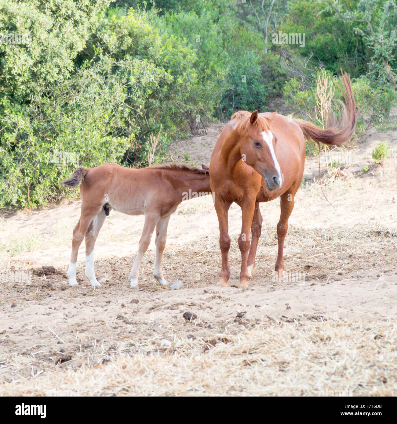Cheval sarde anglo arabe Banque de photographies et d’images à haute ...
