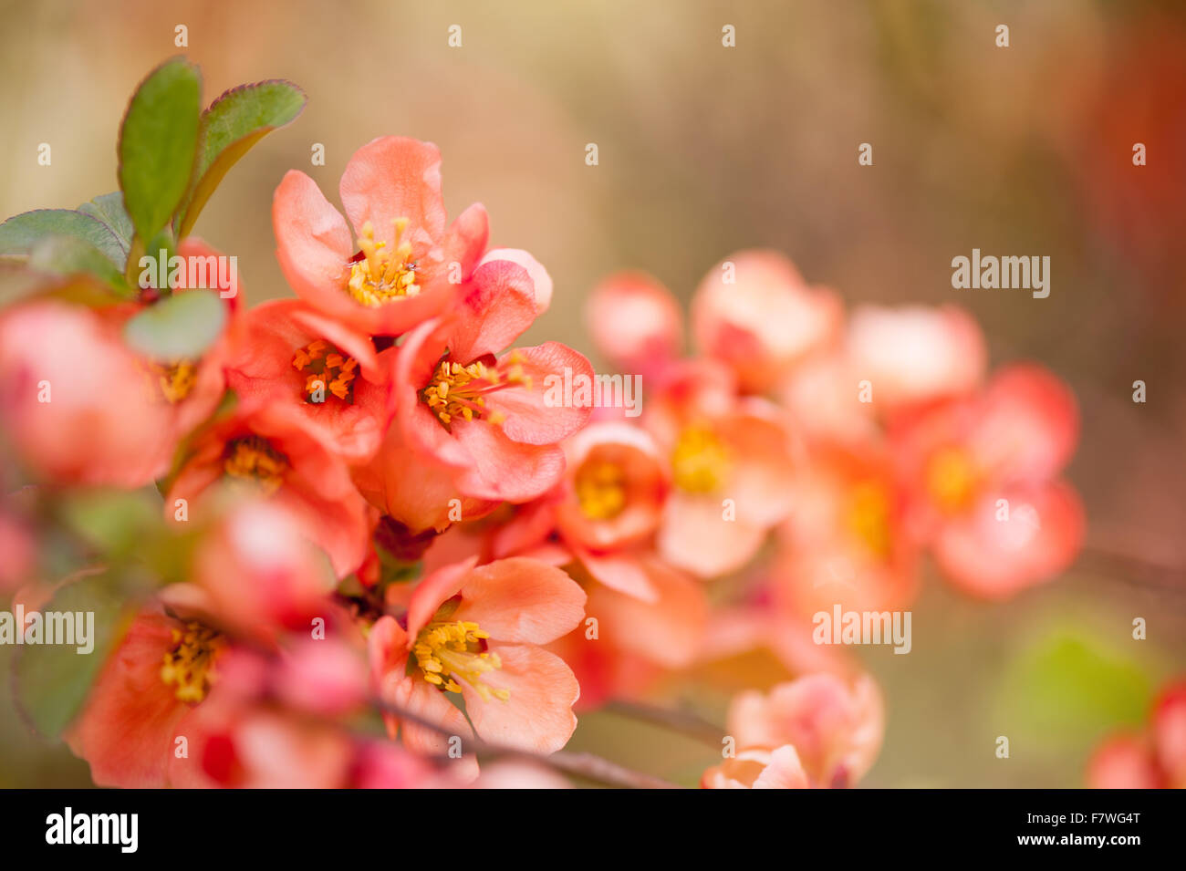 Spiny shrub Banque de photographies et d’images à haute résolution - Alamy