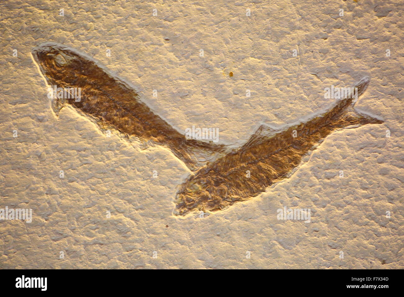 Fossil vertebrae Banque de photographies et d’images à haute résolution ...