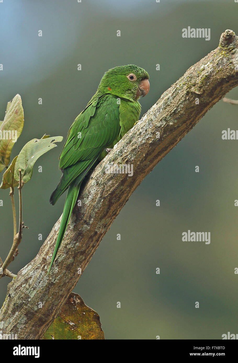 Rio de janeiro parrots Banque de photographies et d’images à haute ...