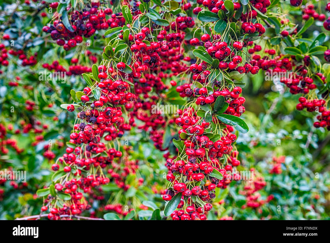 Pyracantha shrub Banque de photographies et d’images à haute résolution ...