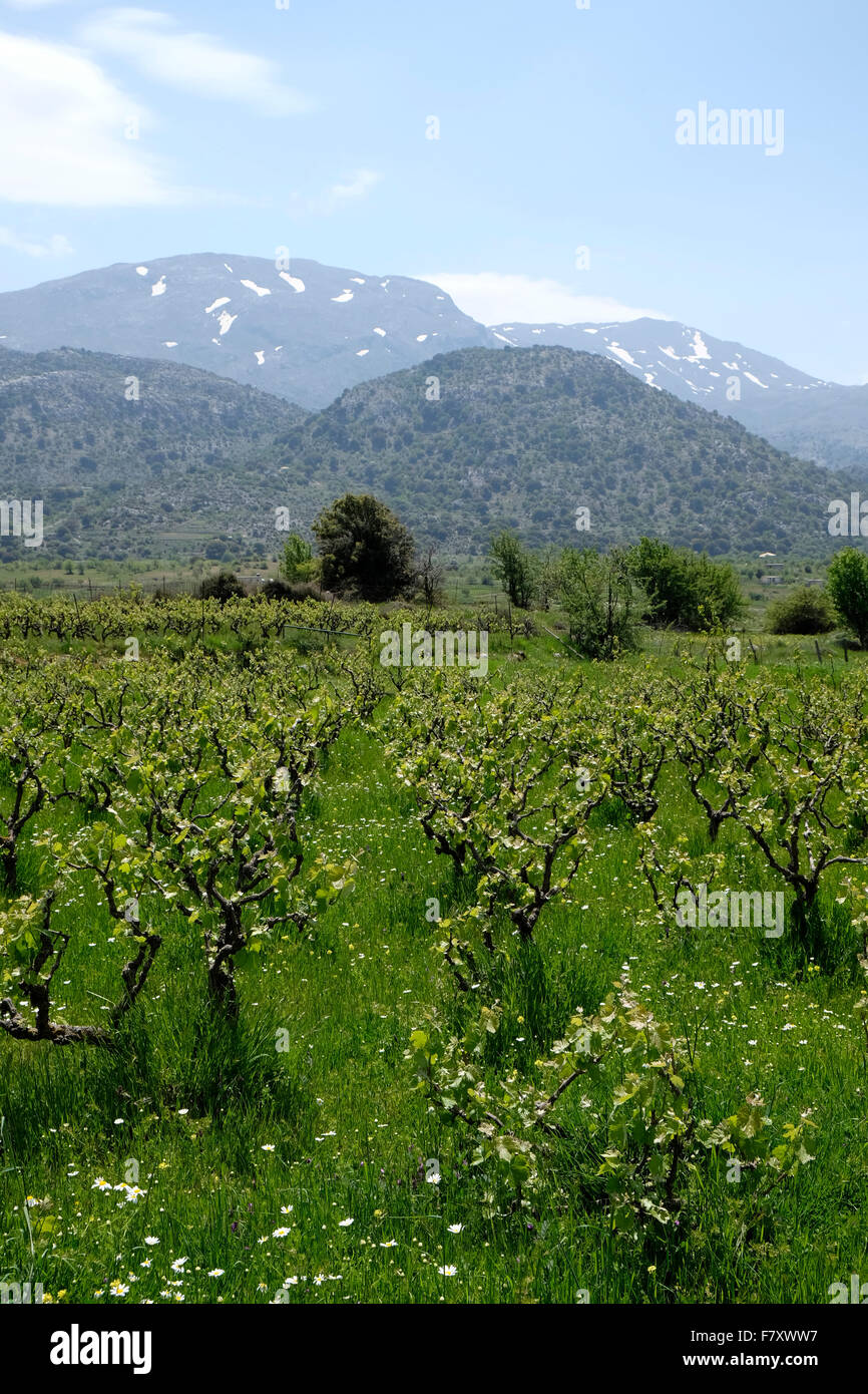 Mount dikti Banque de photographies et d’images à haute résolution - Alamy