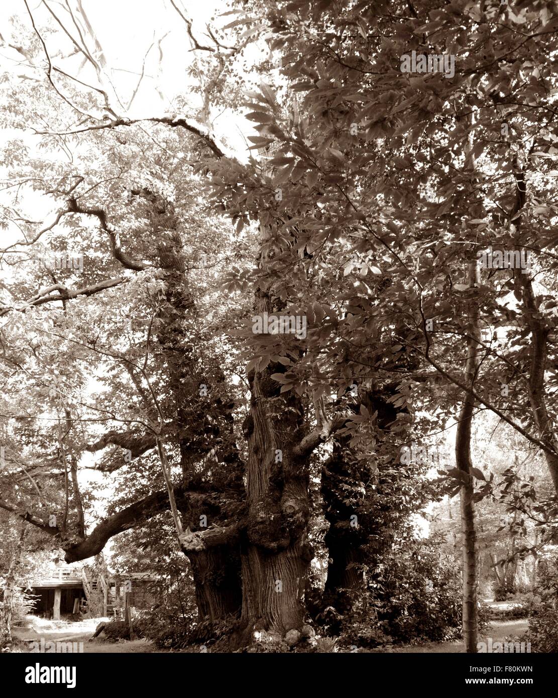 Sepia forest Banque de photographies et d’images à haute résolution - Alamy