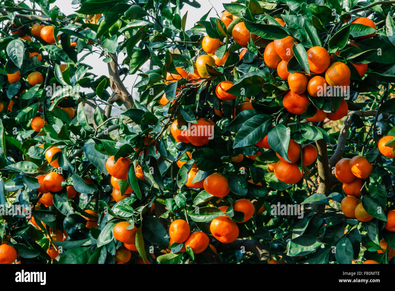 Arbres fruitiers jaunes Banque de photographies et d’images à haute ...