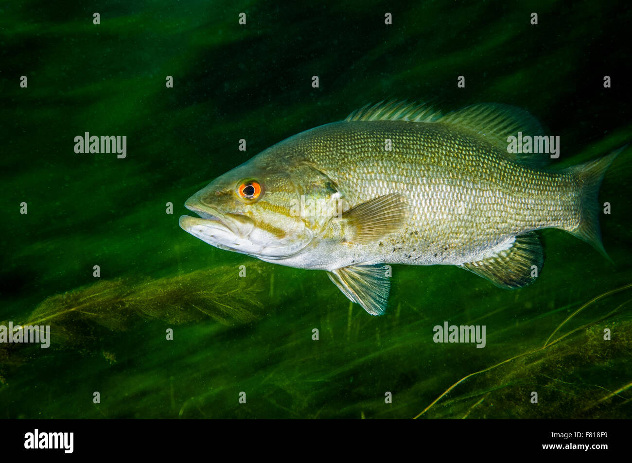 Achigan Une Petite Bouche Banque d'image et photos - Alamy