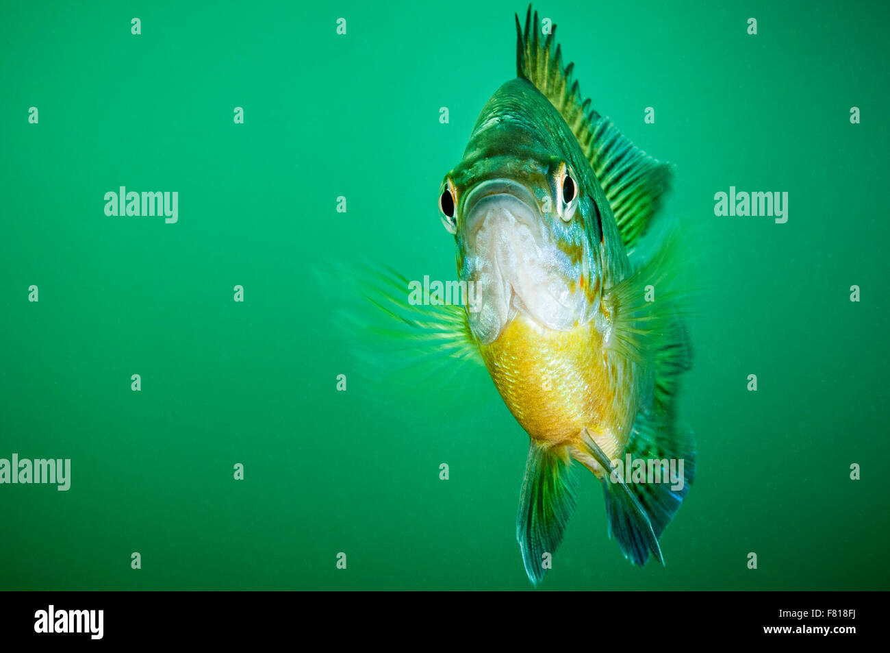 Poissons-soleil de pompkinseed nageant sous l'eau dans le fleuve Saint ...