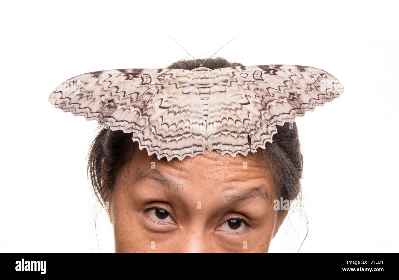 Grosse mite Banque de photographies et d’images à haute résolution ...