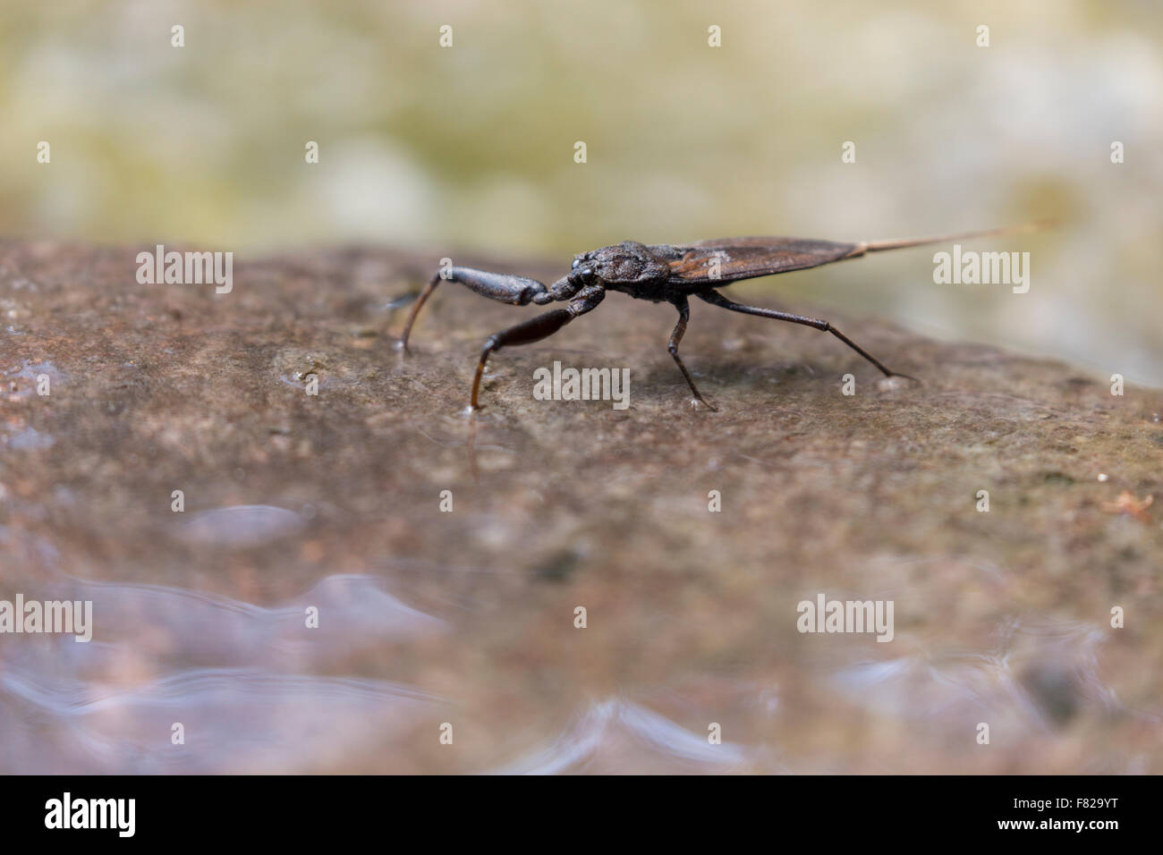 Un waterscorpion pfeiferiae (Laccotrephes) par une rivière qui coule ...