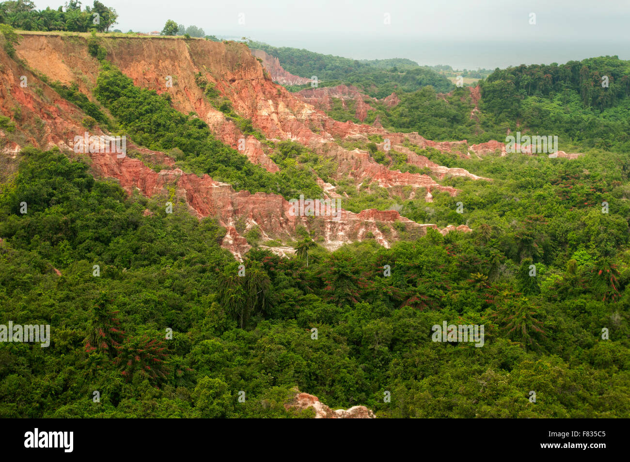 La forêt tropicale du Congo (Brazzaville Photo Stock - Alamy