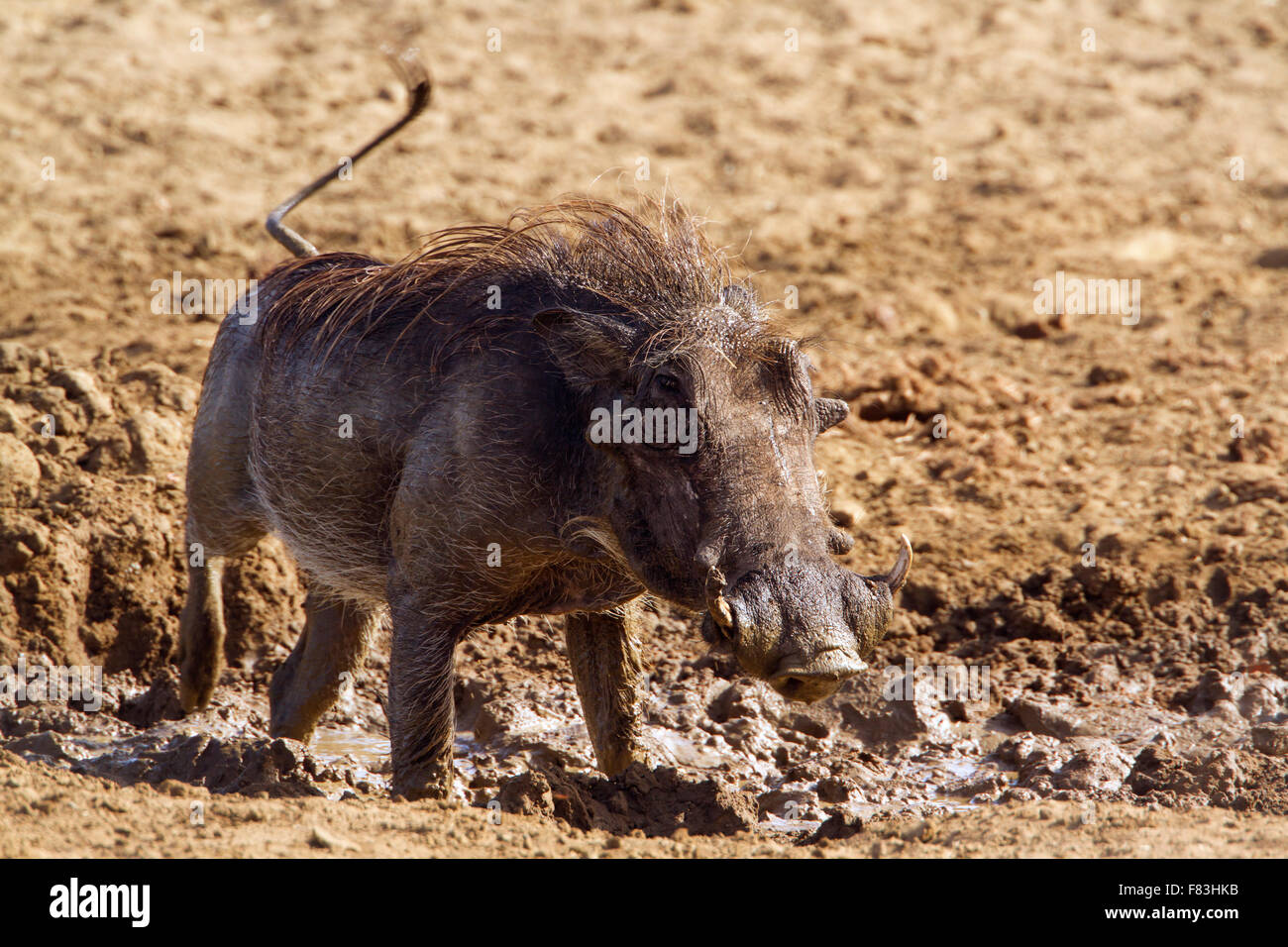 Espèce Phacochoerus africanus phacochère commun de la famille des ...