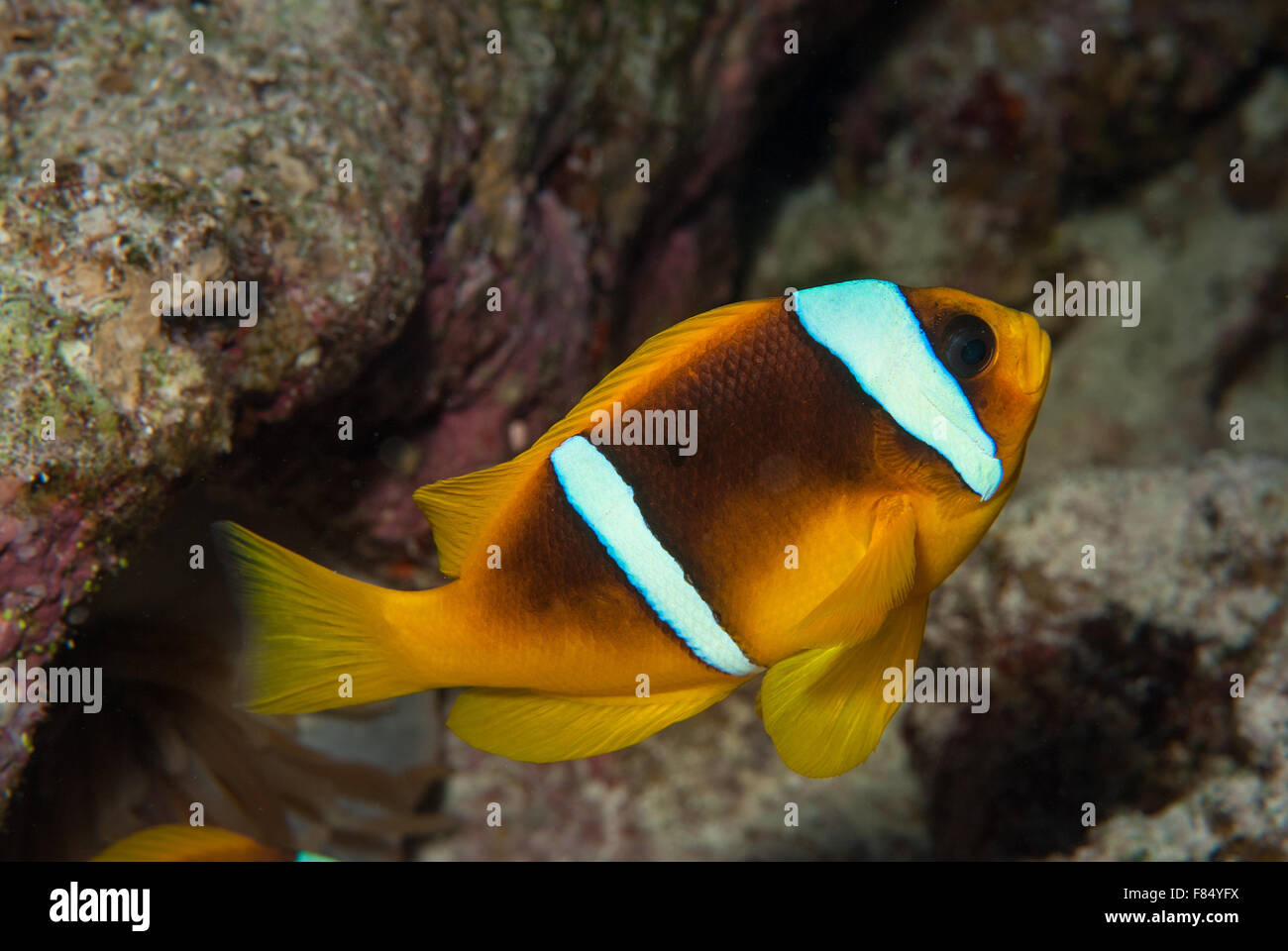 Poissons de la mer rouge Banque de photographies et d’images à haute ...