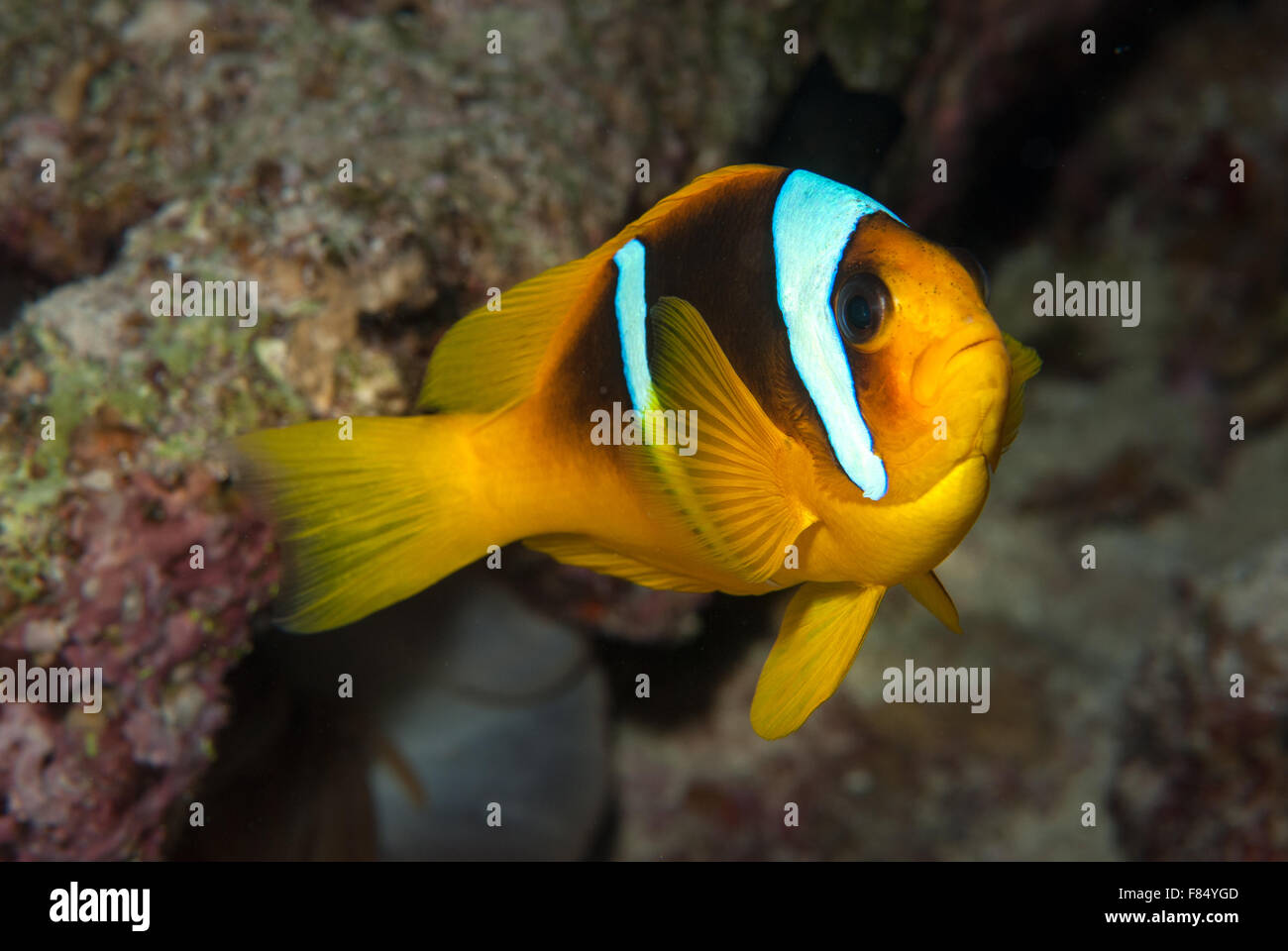 Poissons de la mer rouge Banque de photographies et d’images à haute ...