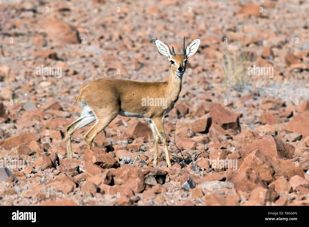 Raphicerus campestris Banque de photographies et d’images à haute ...