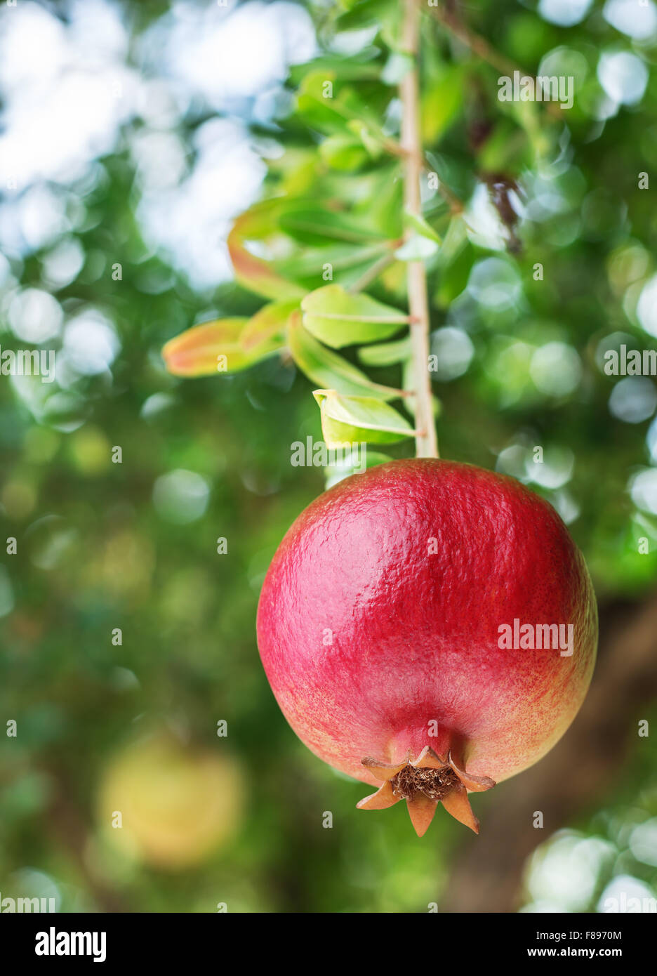 Fruits rouges fruits de grenade sur l'arbre Photo Stock - Alamy
