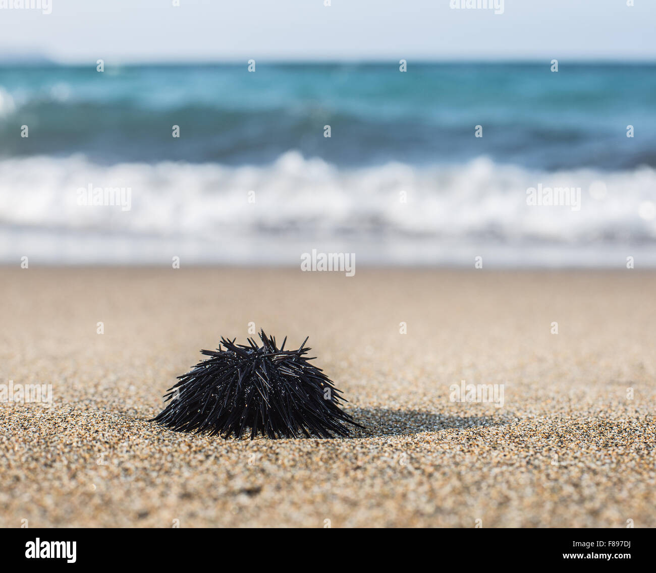 Hérisson de mer Banque de photographies et d’images à haute résolution ...